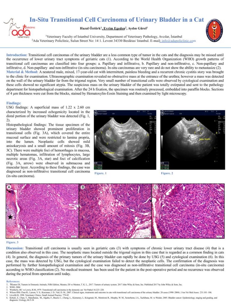 In-Situ Transitional Cell Carcinoma of Urinary Bladder in a Cat ...