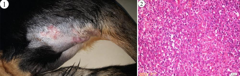 The Use Of Lomustine Treatment In A Dog With Multiple Cutaneous ...